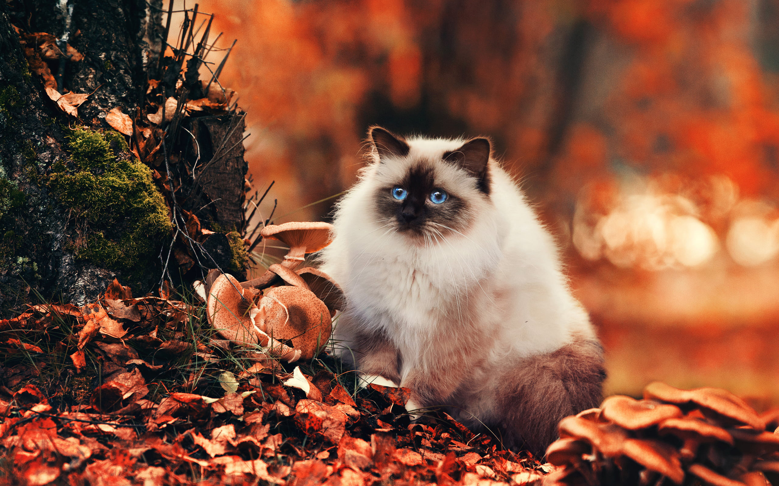 Birman Cat Wallpapers - Wallpaper Cave