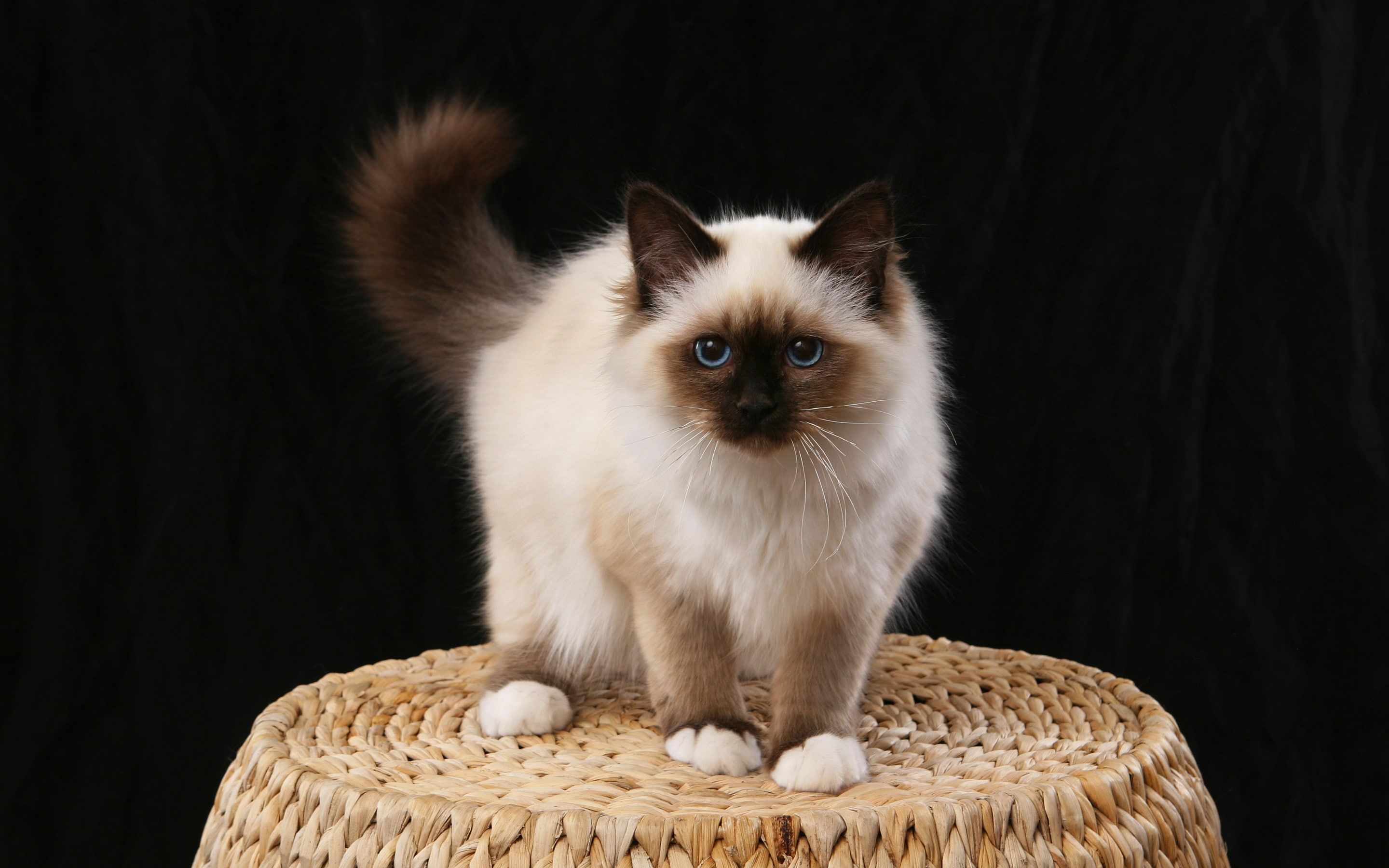 Birman Cat Wallpapers - Wallpaper Cave