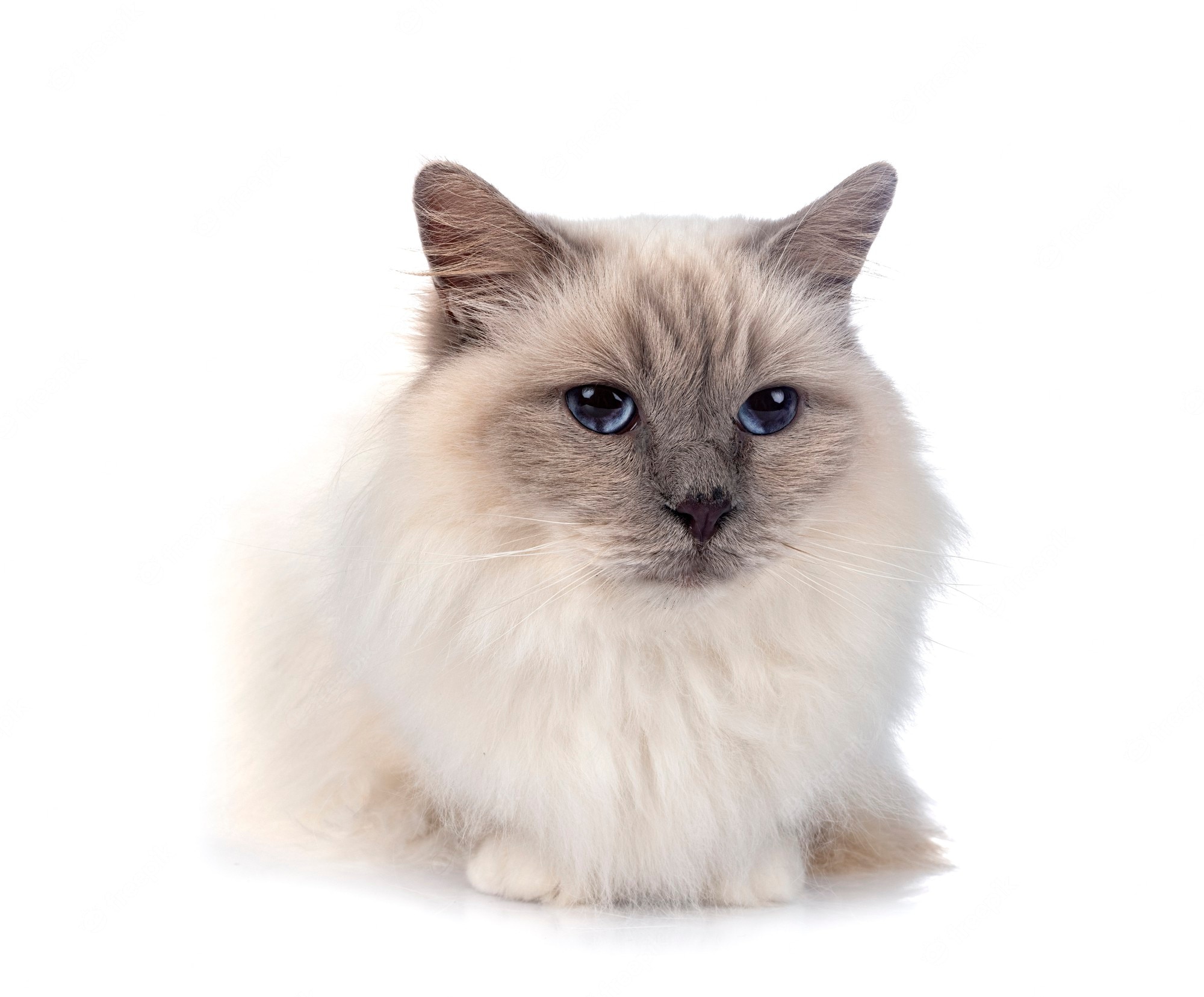 Birman Cat Wallpapers - Wallpaper Cave
