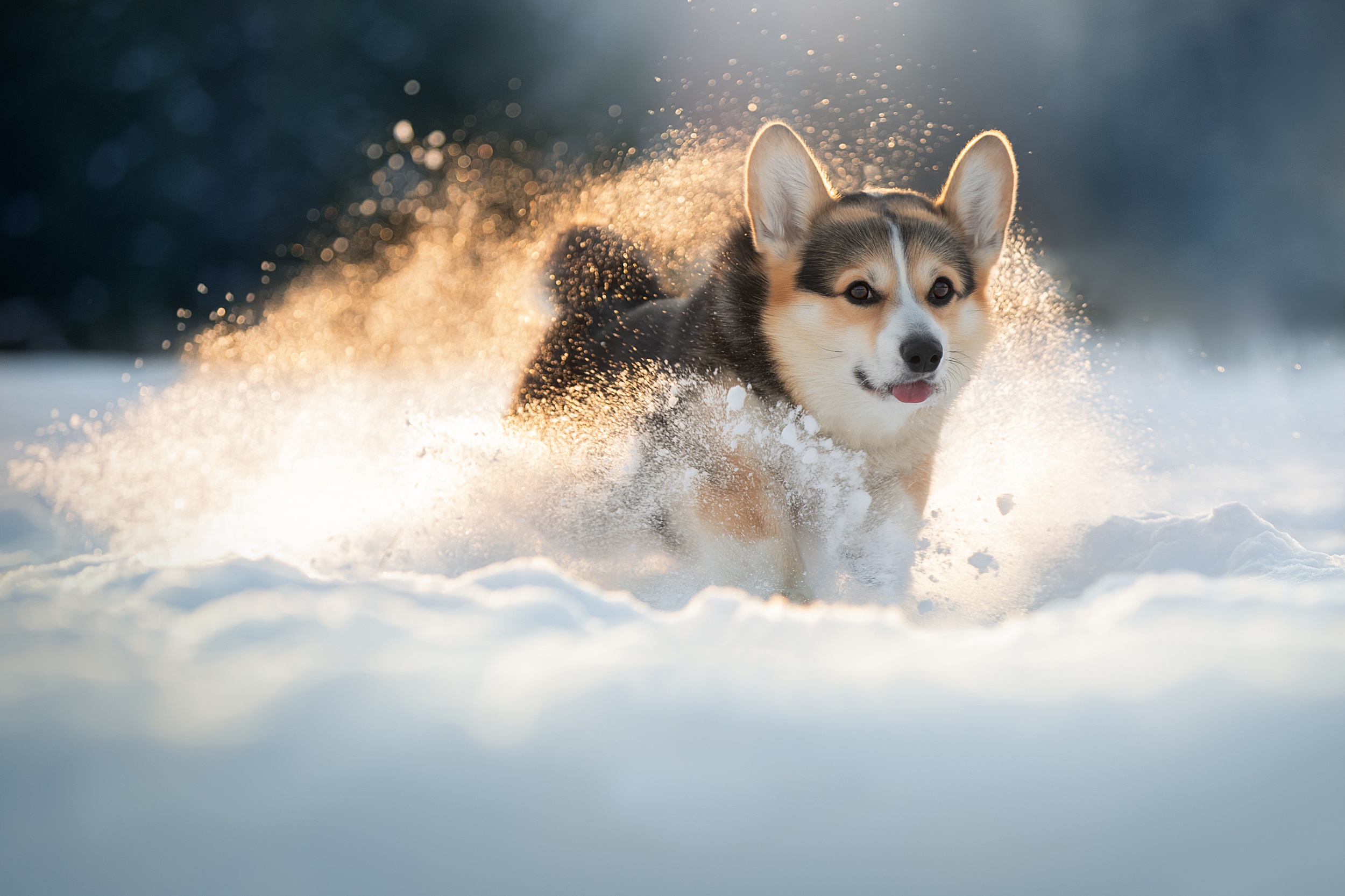 Winter Corgi Wallpapers - Wallpaper Cave