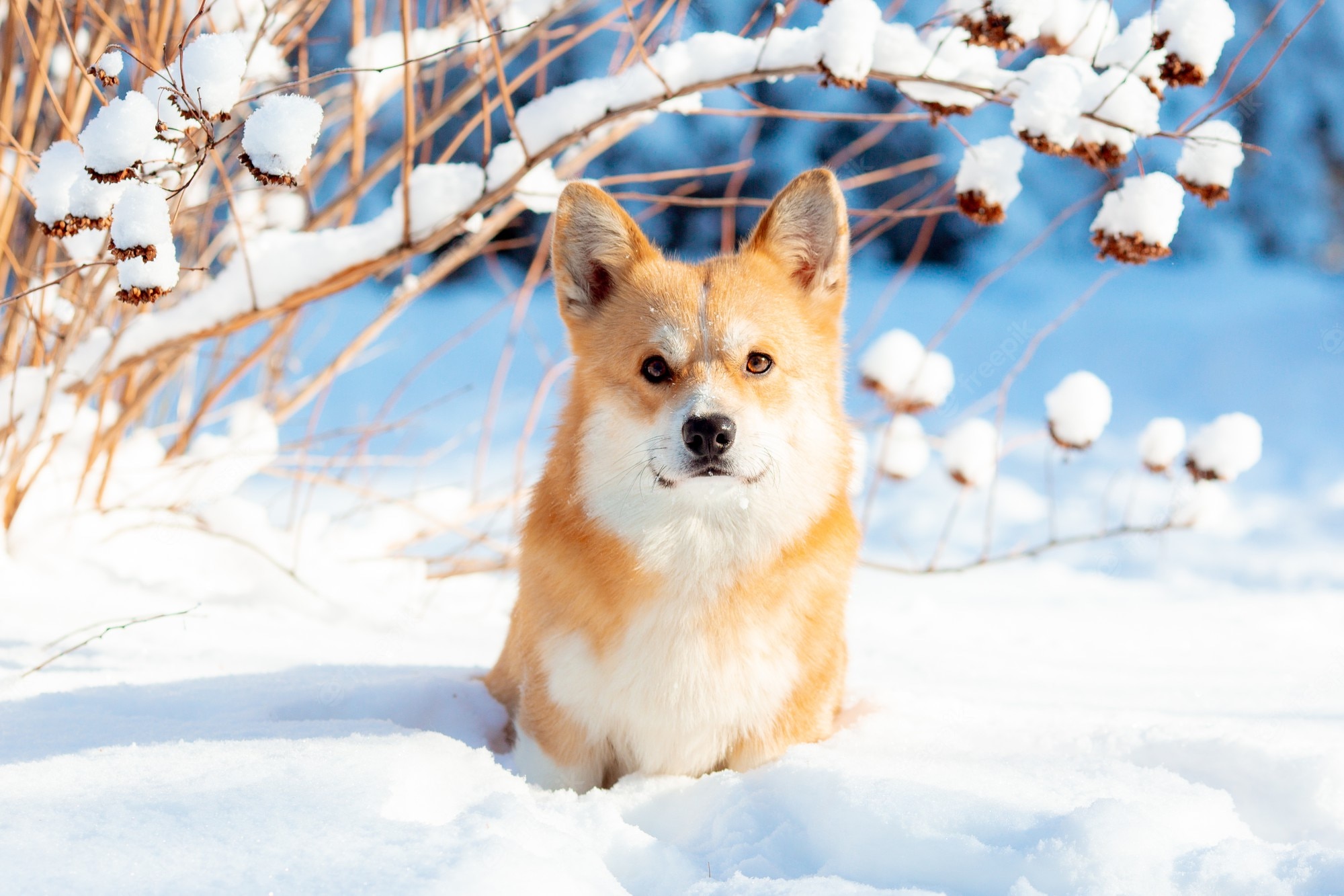 Winter Corgi Wallpapers - Wallpaper Cave