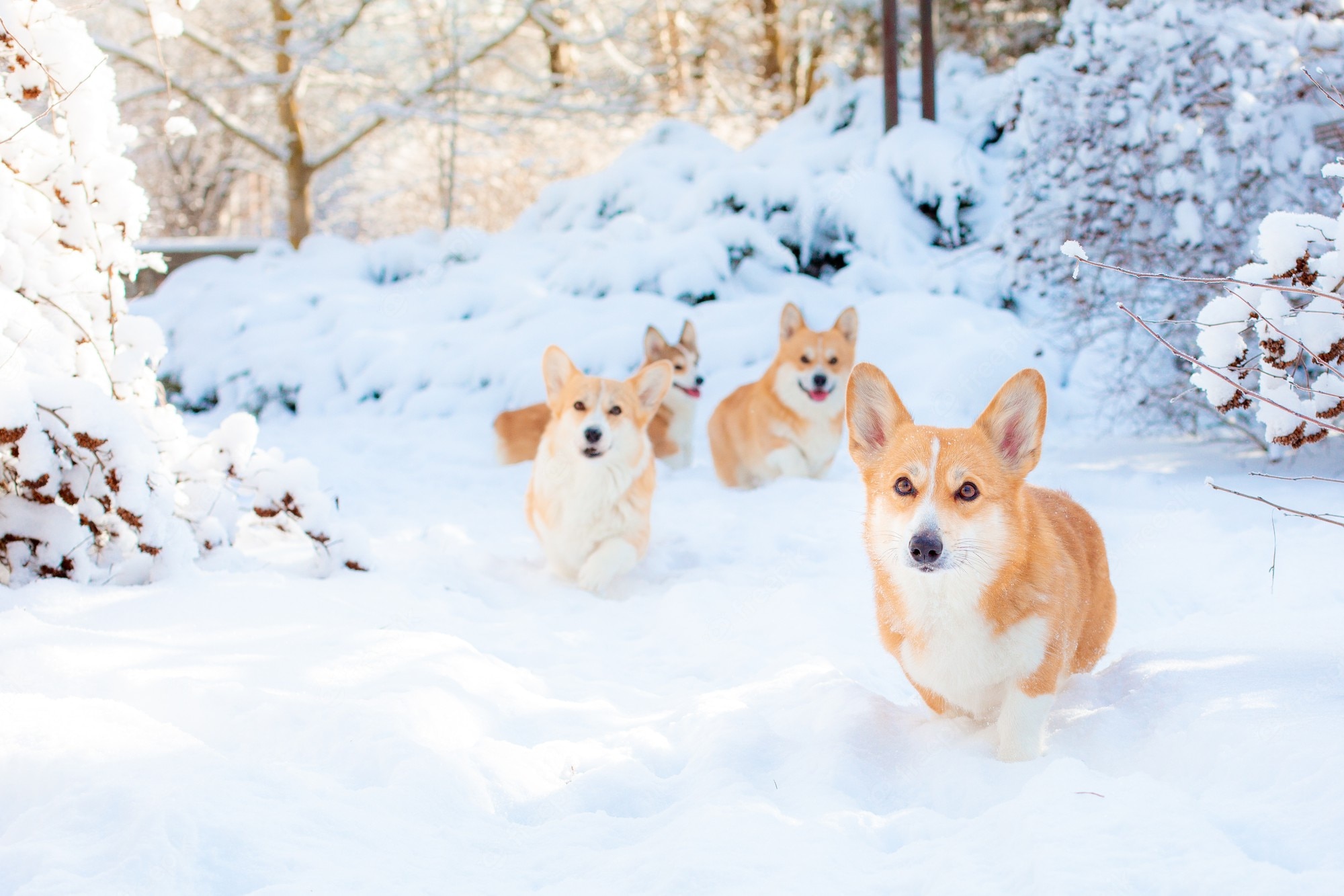 Winter Corgi Wallpapers - Wallpaper Cave