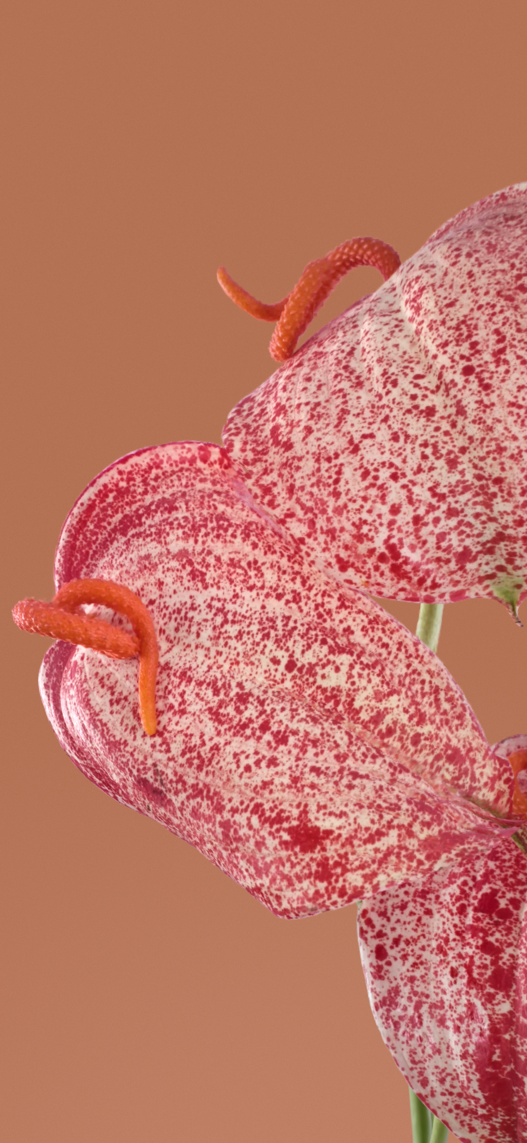 Google Pixel’s Live Bloom Wallpapers - Wallpaper Cave