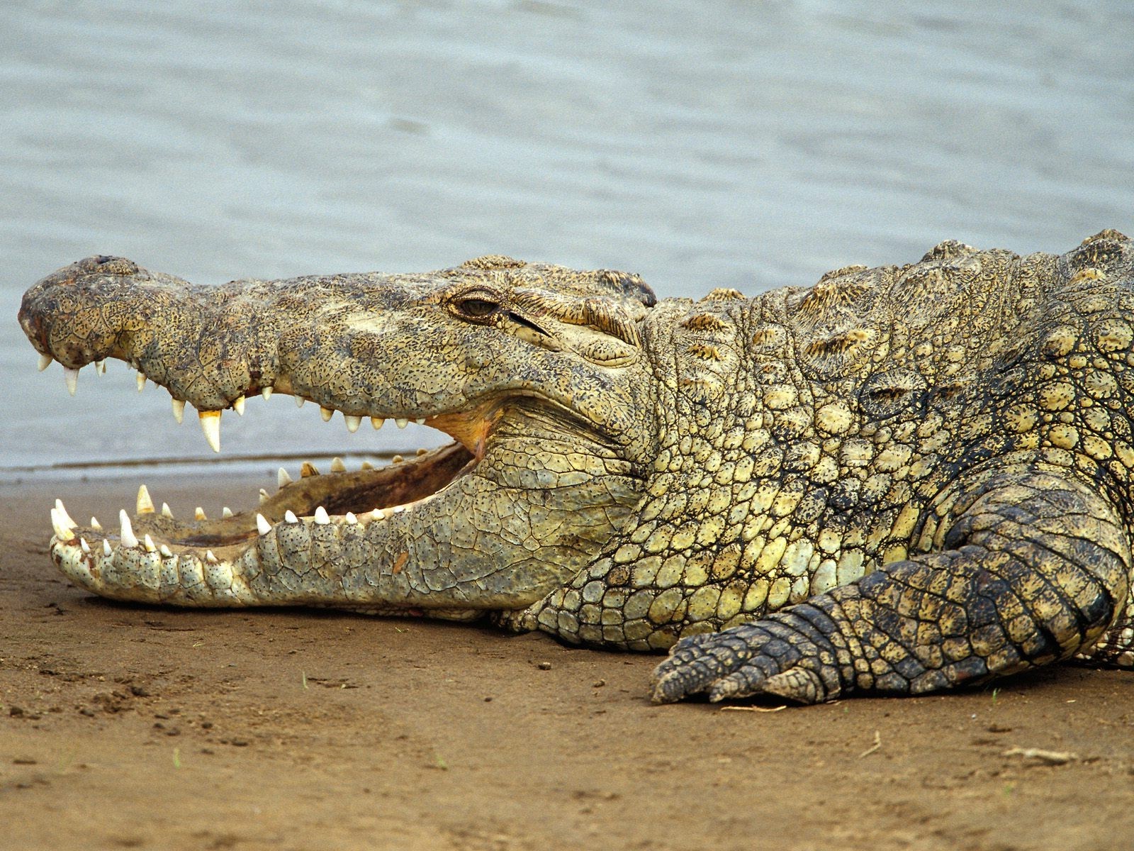 Nile Crocodile Wallpapers - Wallpaper Cave