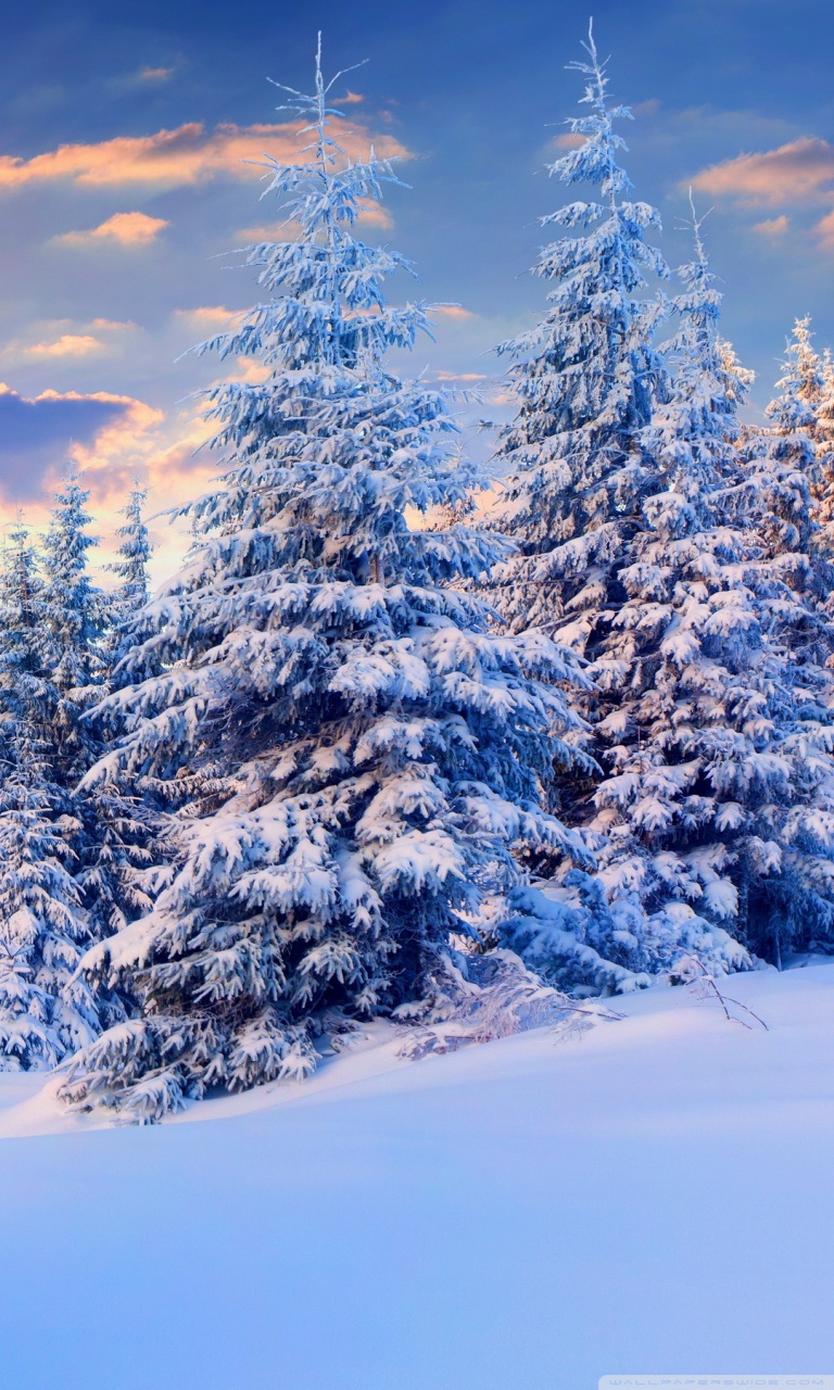 Winter Forest Phone Wallpapers - Wallpaper Cave