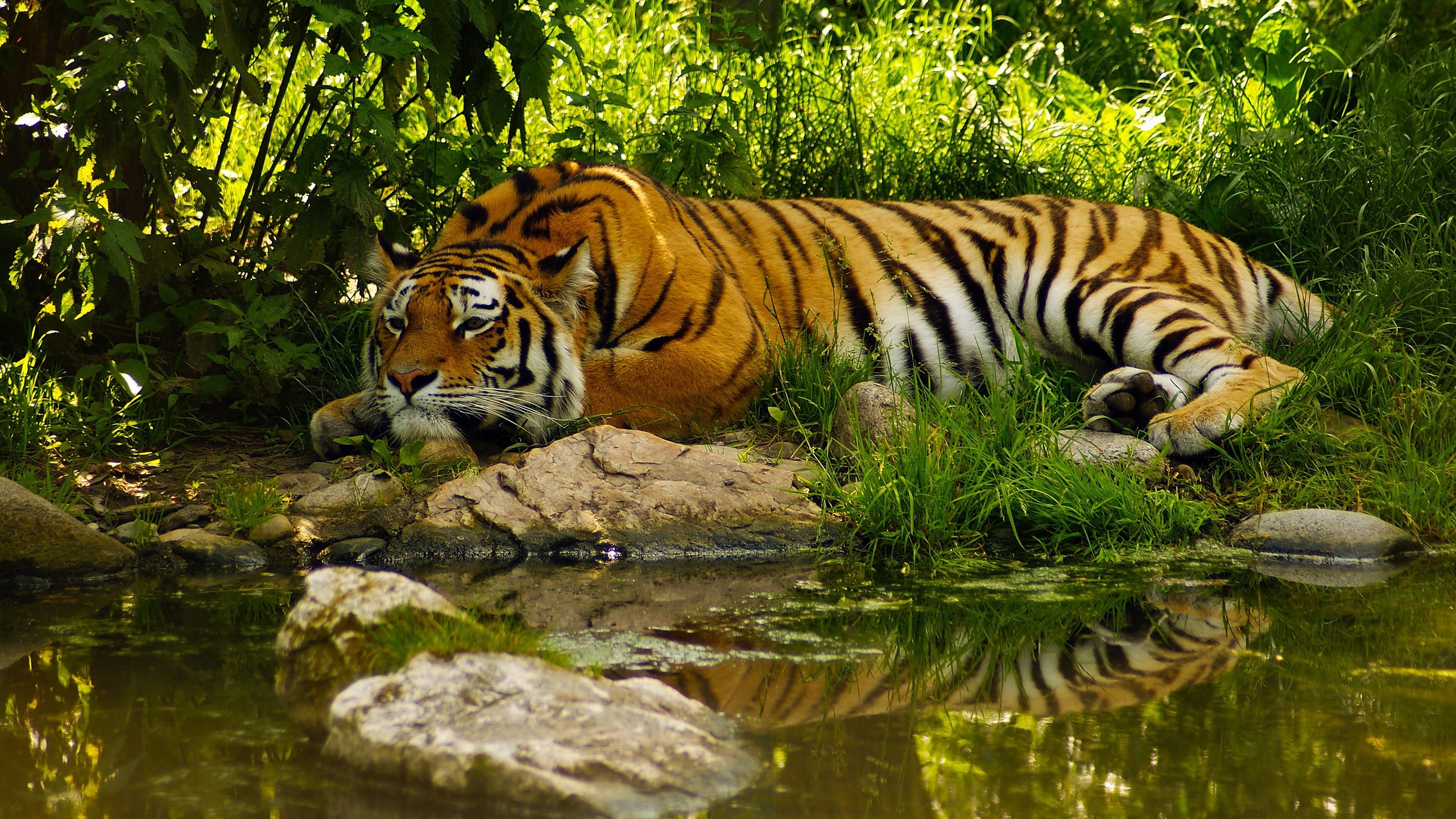 Real Tiger Wallpapers - Wallpaper Cave