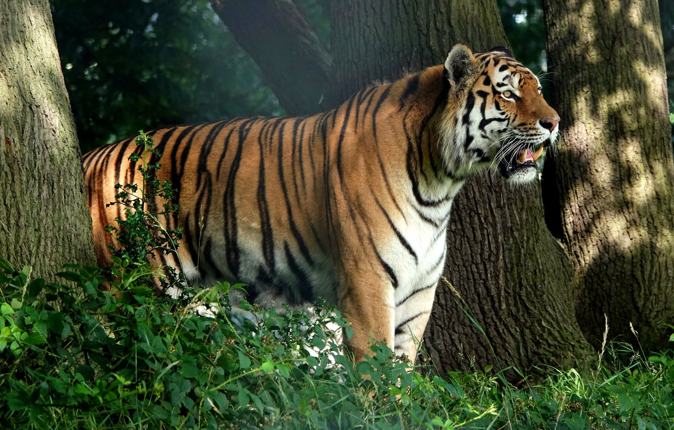 Real Tiger Wallpapers - Wallpaper Cave