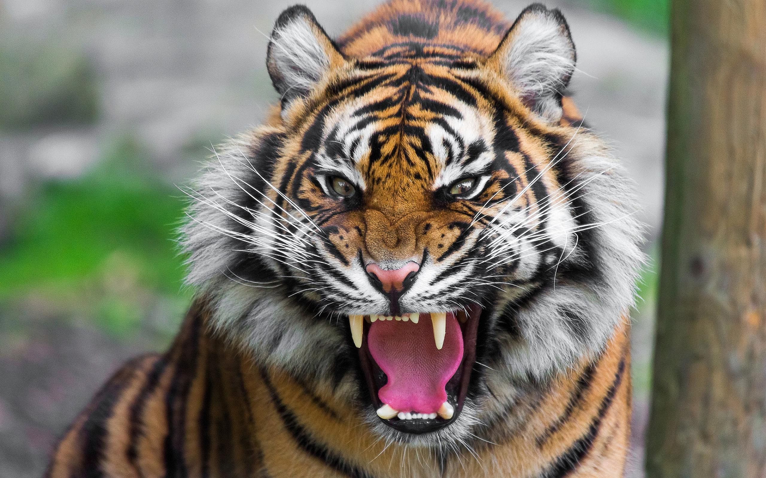 Real Tiger Wallpapers - Wallpaper Cave
