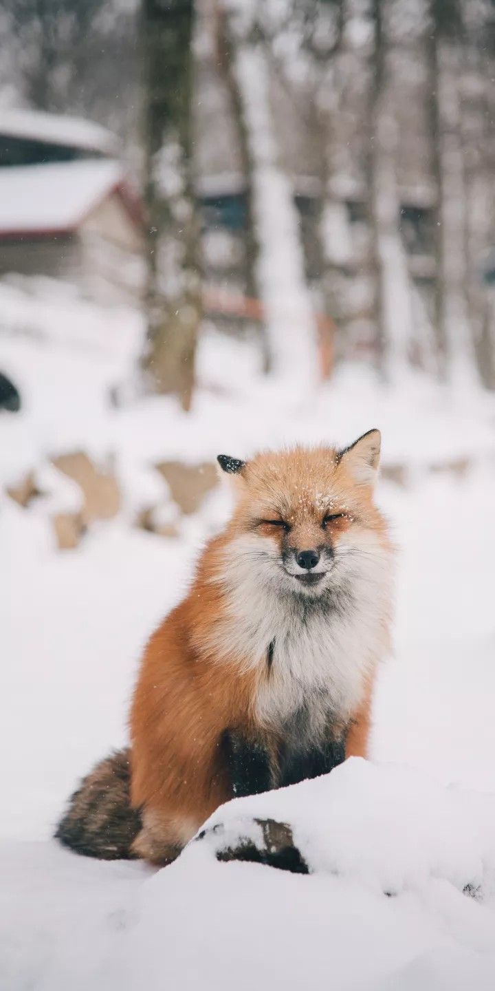 Scary Fox Wallpapers - Wallpaper Cave