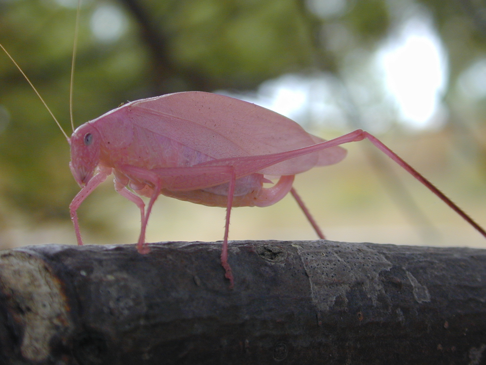 Pink Katydid Wallpapers - Wallpaper Cave