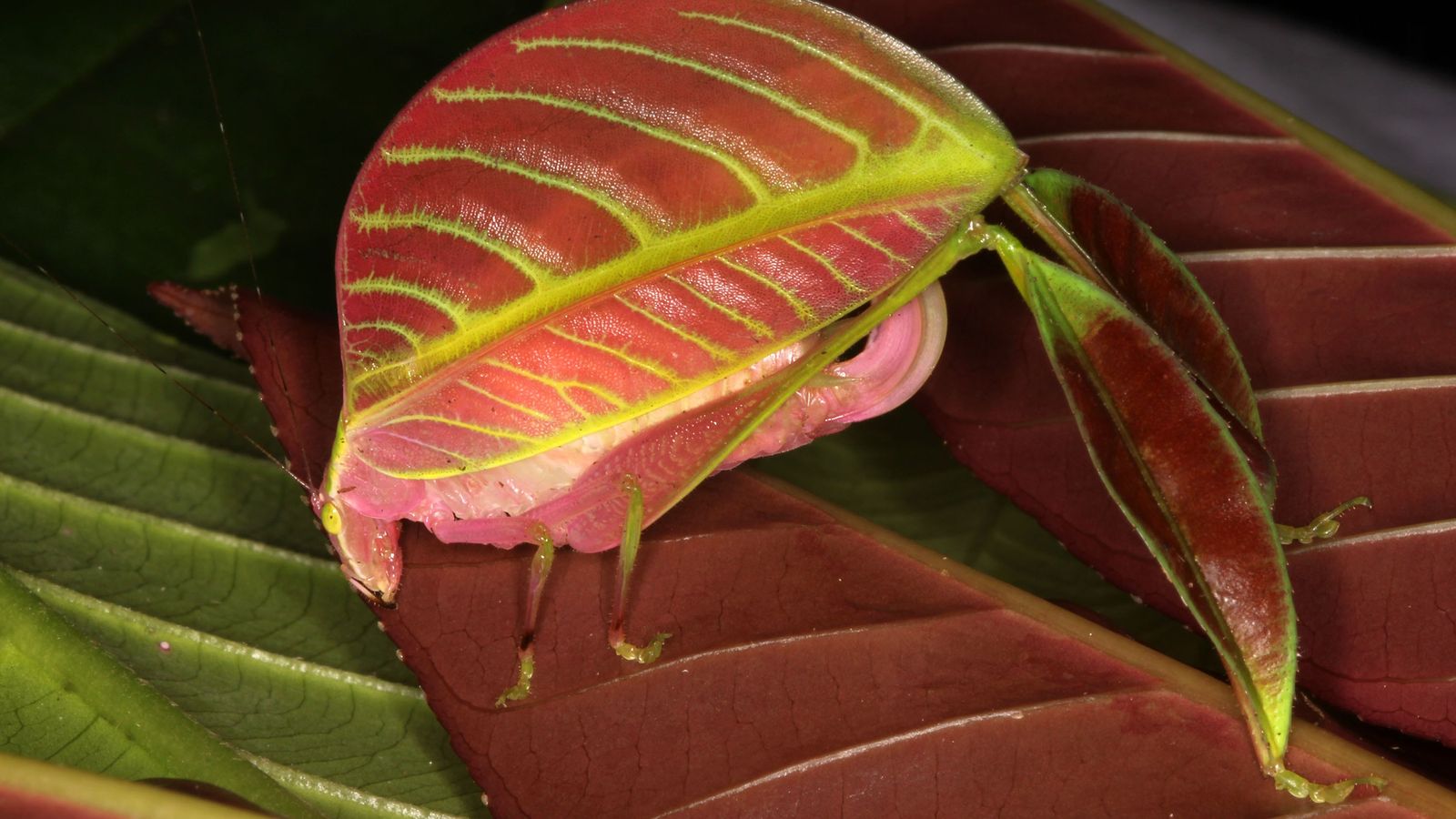 Pink Katydid Wallpapers - Wallpaper Cave