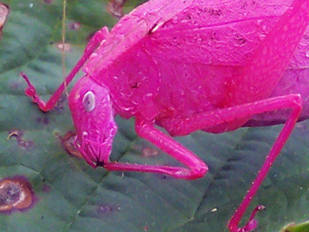 Pink Katydid Wallpapers - Wallpaper Cave