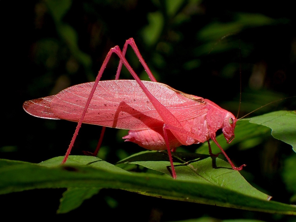 Pink Katydid Wallpapers - Wallpaper Cave