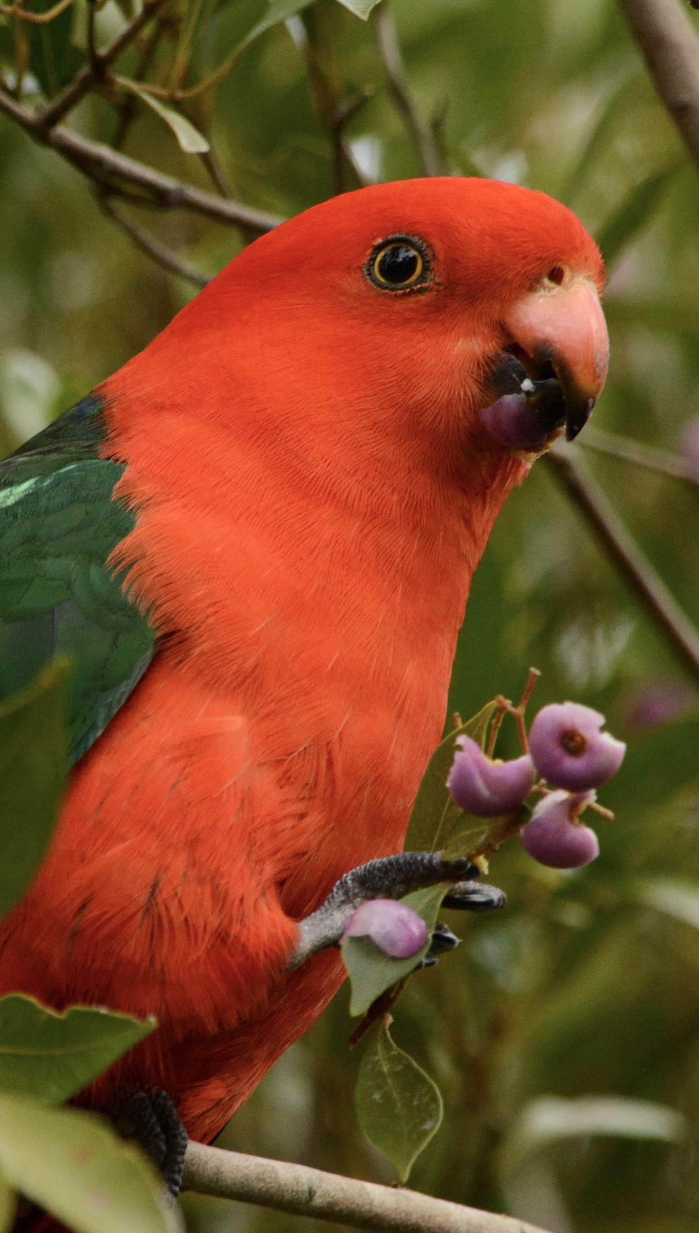 Australian King Parrot Wallpapers - Wallpaper Cave