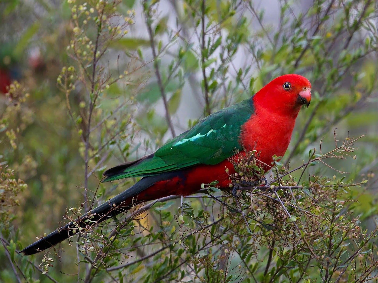 Australian King Parrot Wallpapers - Wallpaper Cave