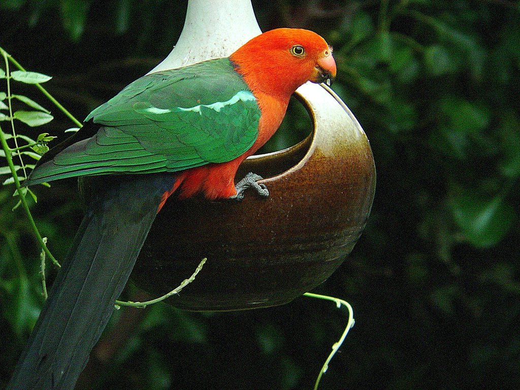 Australian King Parrot Wallpapers - Wallpaper Cave
