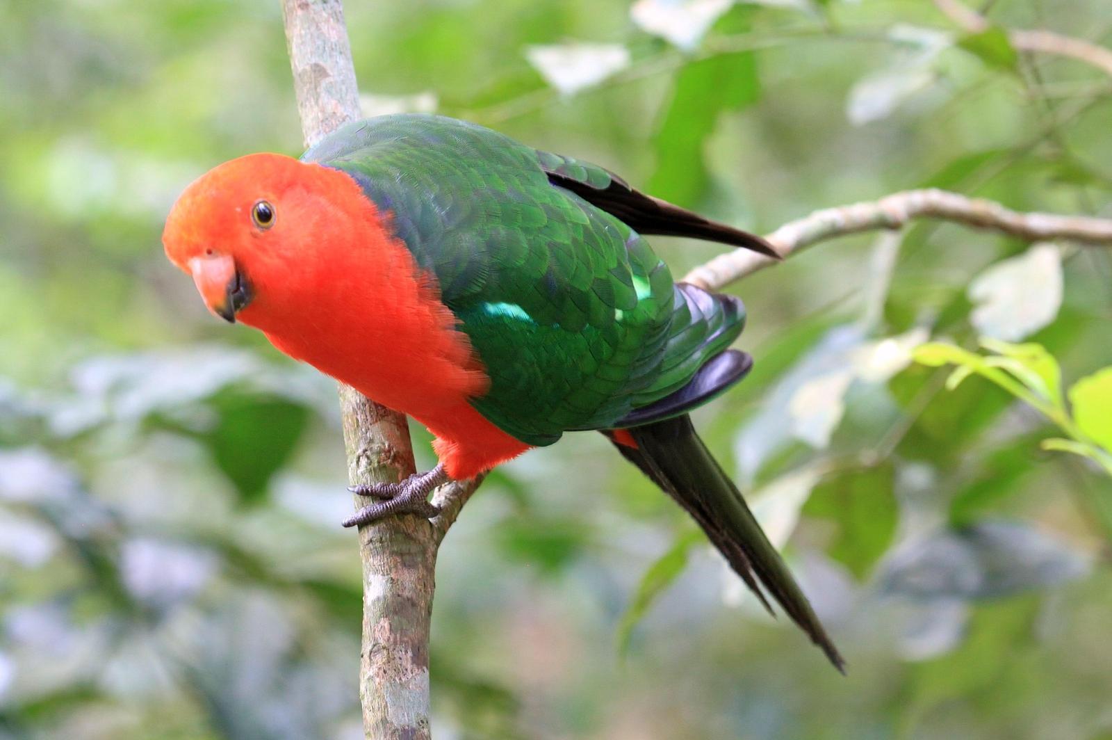 Australian King Parrot Wallpapers - Wallpaper Cave