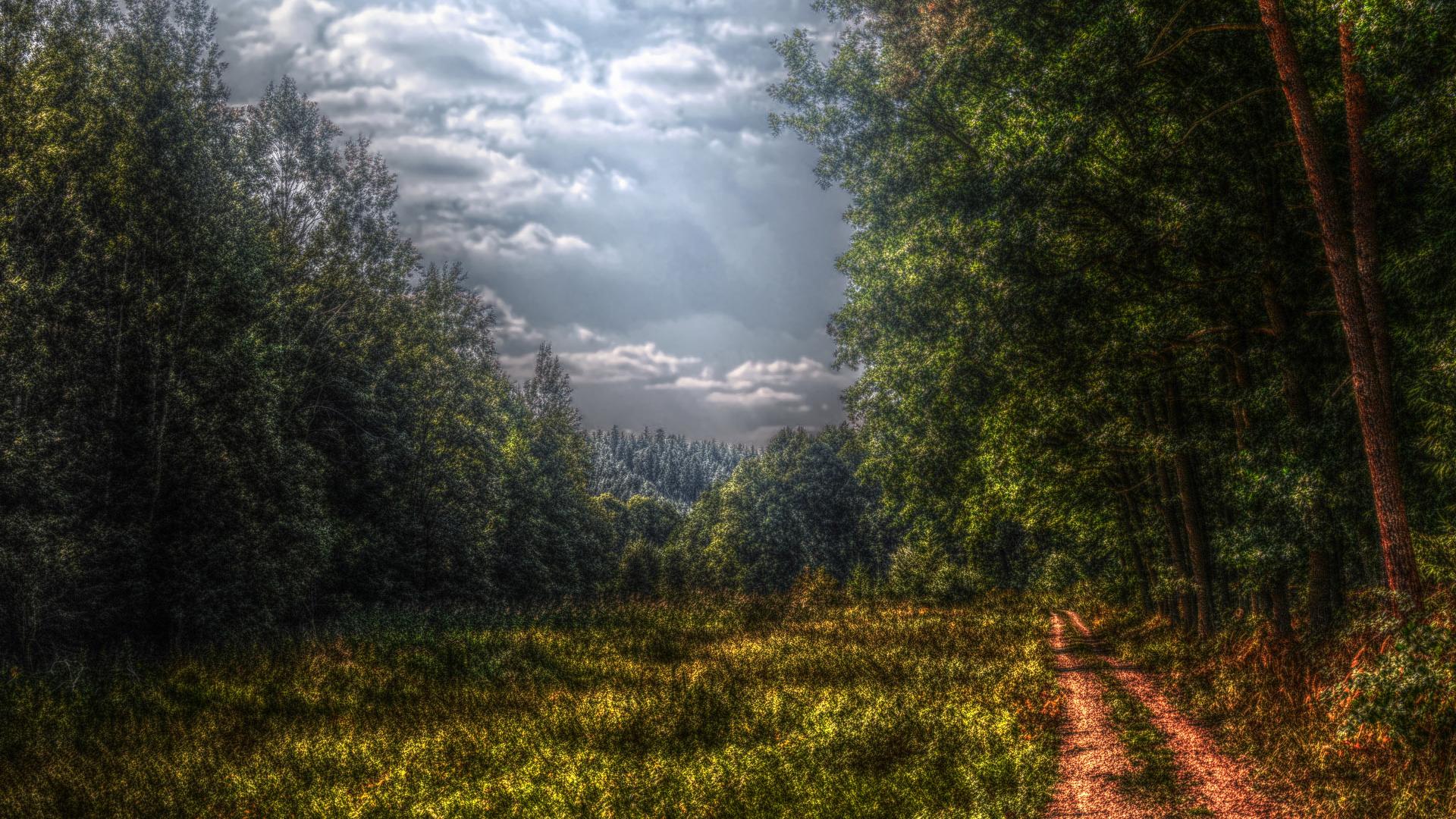 Forest 1920x1080 Wallpapers - Wallpaper Cave