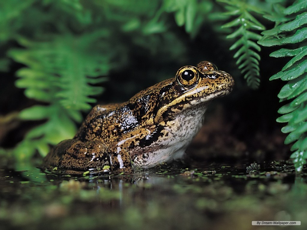 Frog And Toad Wallpapers - Wallpaper Cave