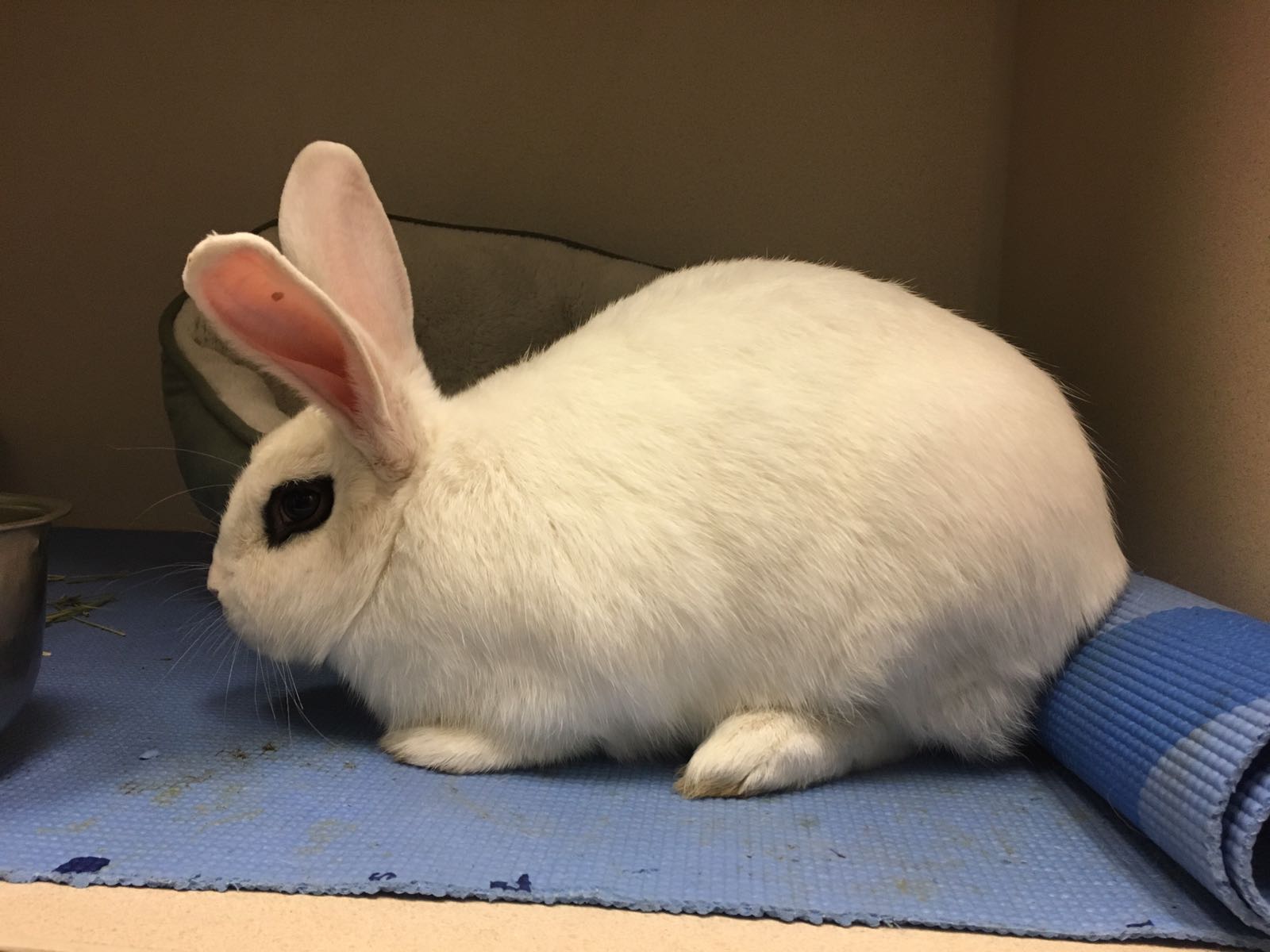Blanc De Hotot Bunny Wallpapers - Wallpaper Cave