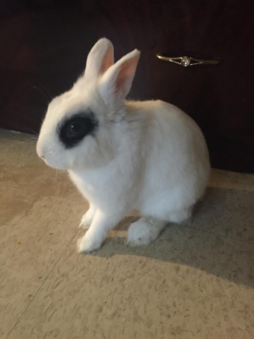 Blanc De Hotot Bunny Wallpapers - Wallpaper Cave