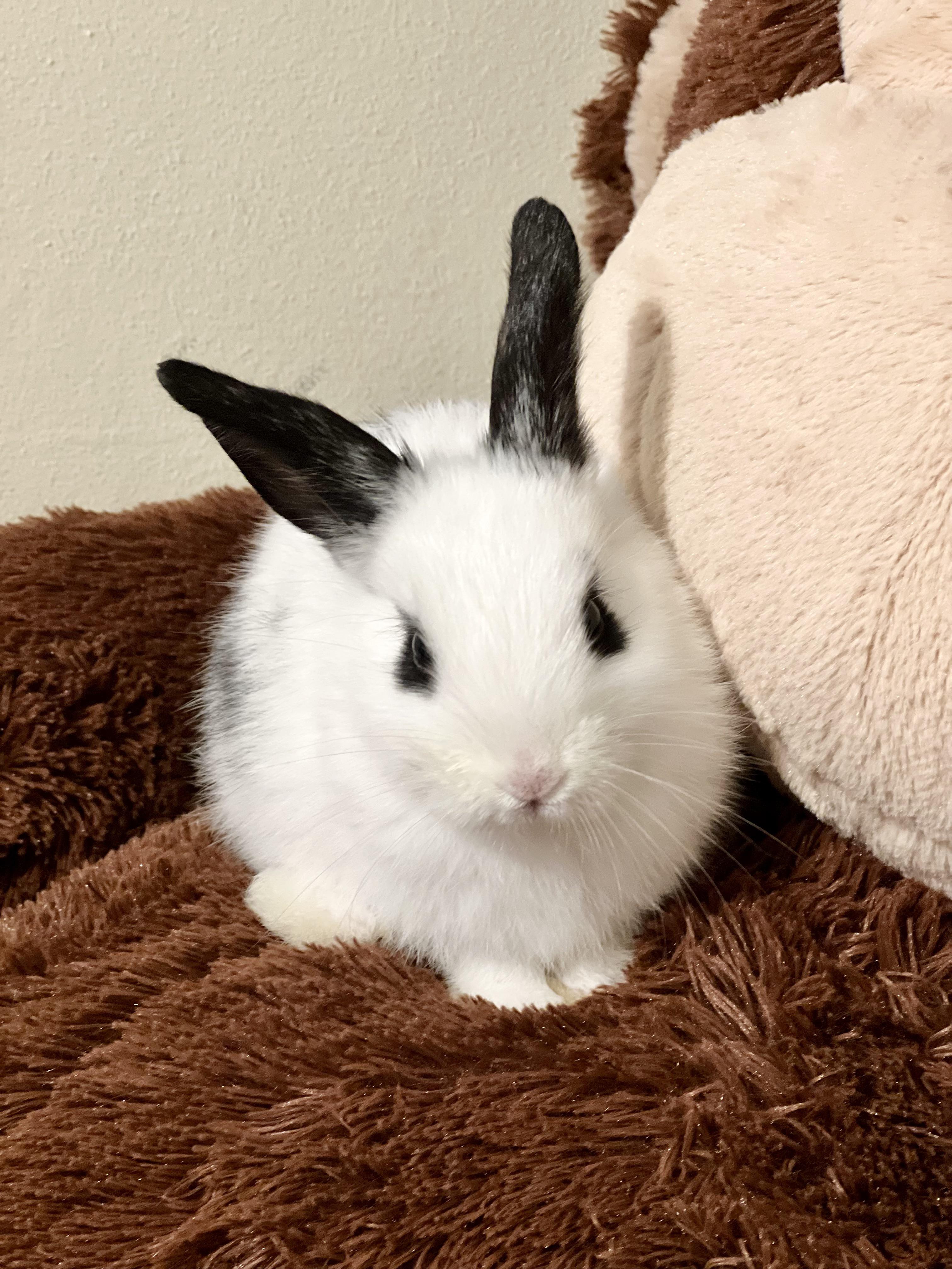 Blanc De Hotot Bunny Wallpapers - Wallpaper Cave