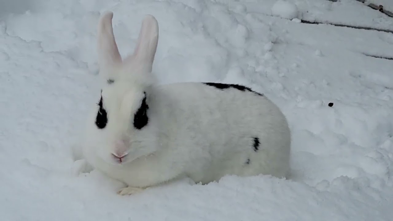 Blanc De Hotot Bunny Wallpapers - Wallpaper Cave
