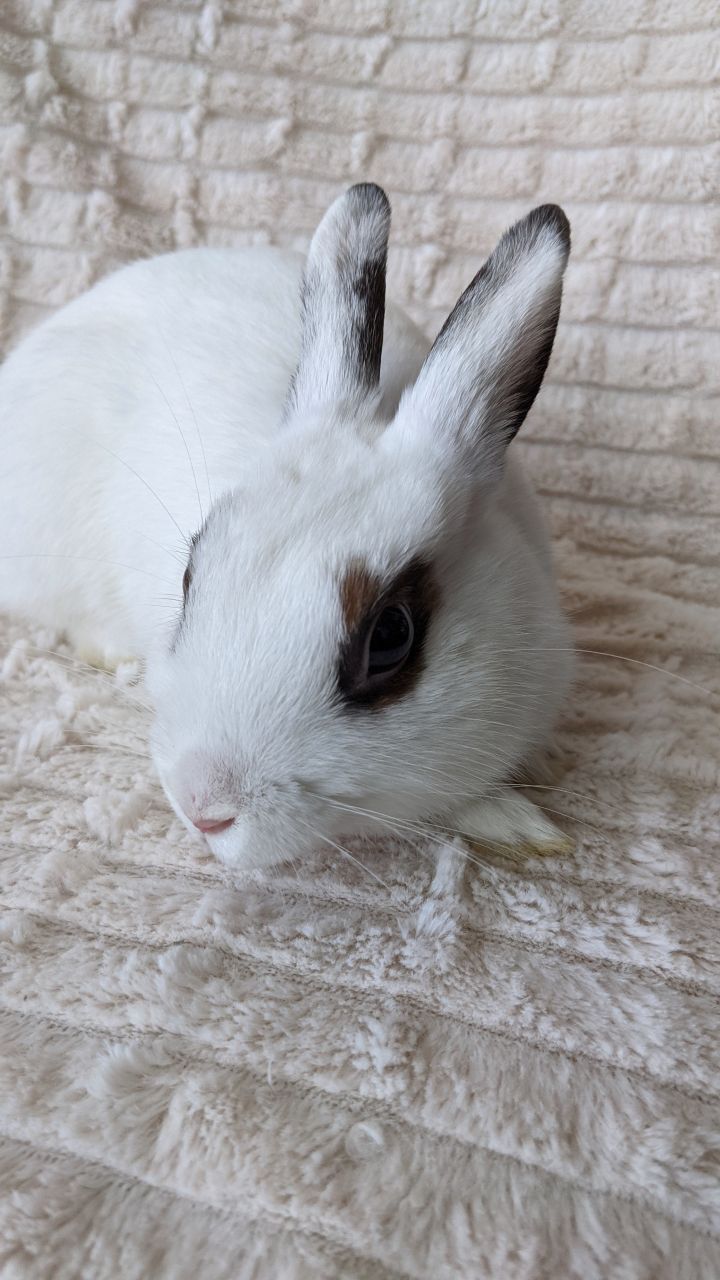 Blanc De Hotot Bunny Wallpapers - Wallpaper Cave