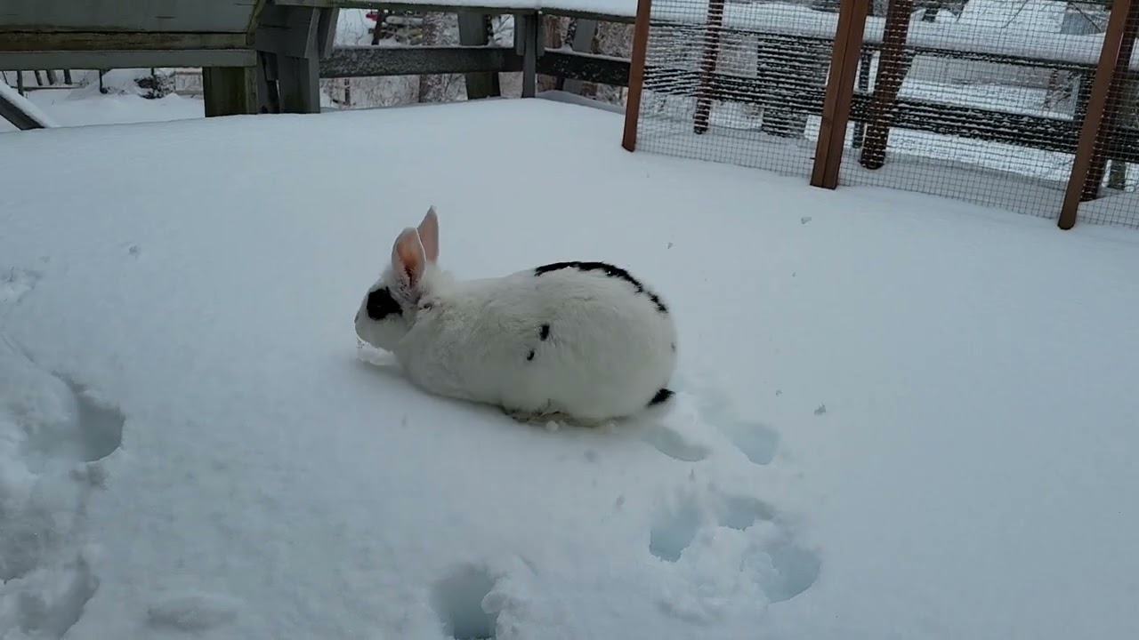 Blanc De Hotot Bunny Wallpapers - Wallpaper Cave