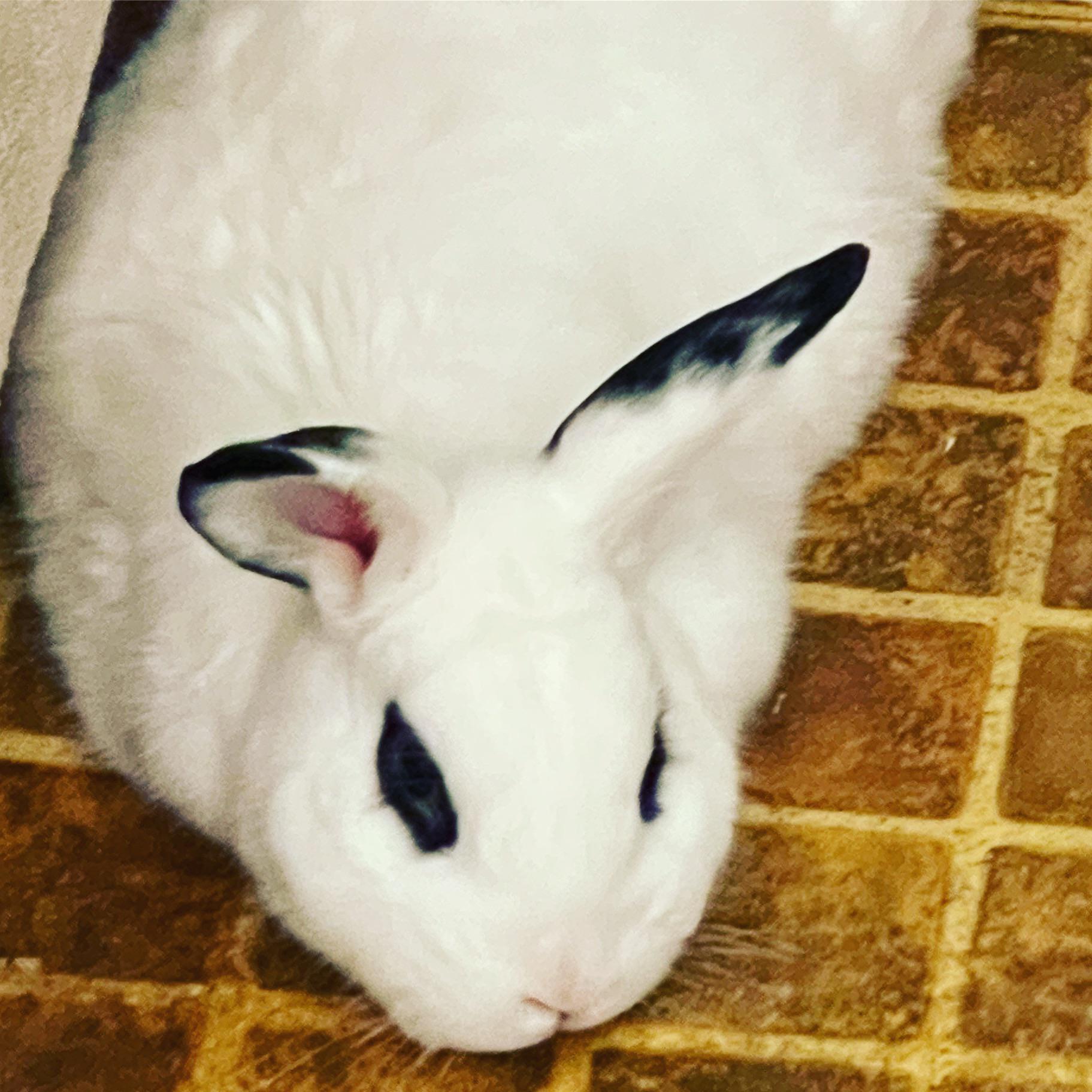 Blanc De Hotot Bunny Wallpapers - Wallpaper Cave