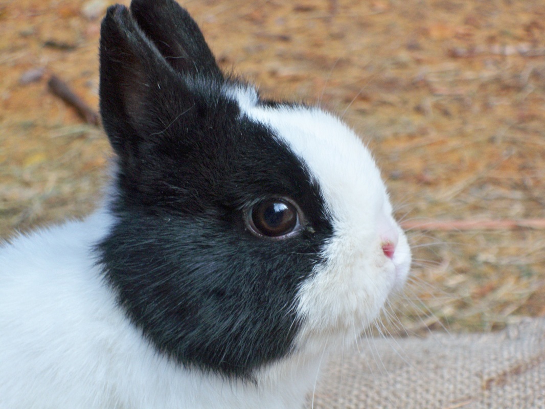 Blanc De Hotot Bunny Wallpapers - Wallpaper Cave