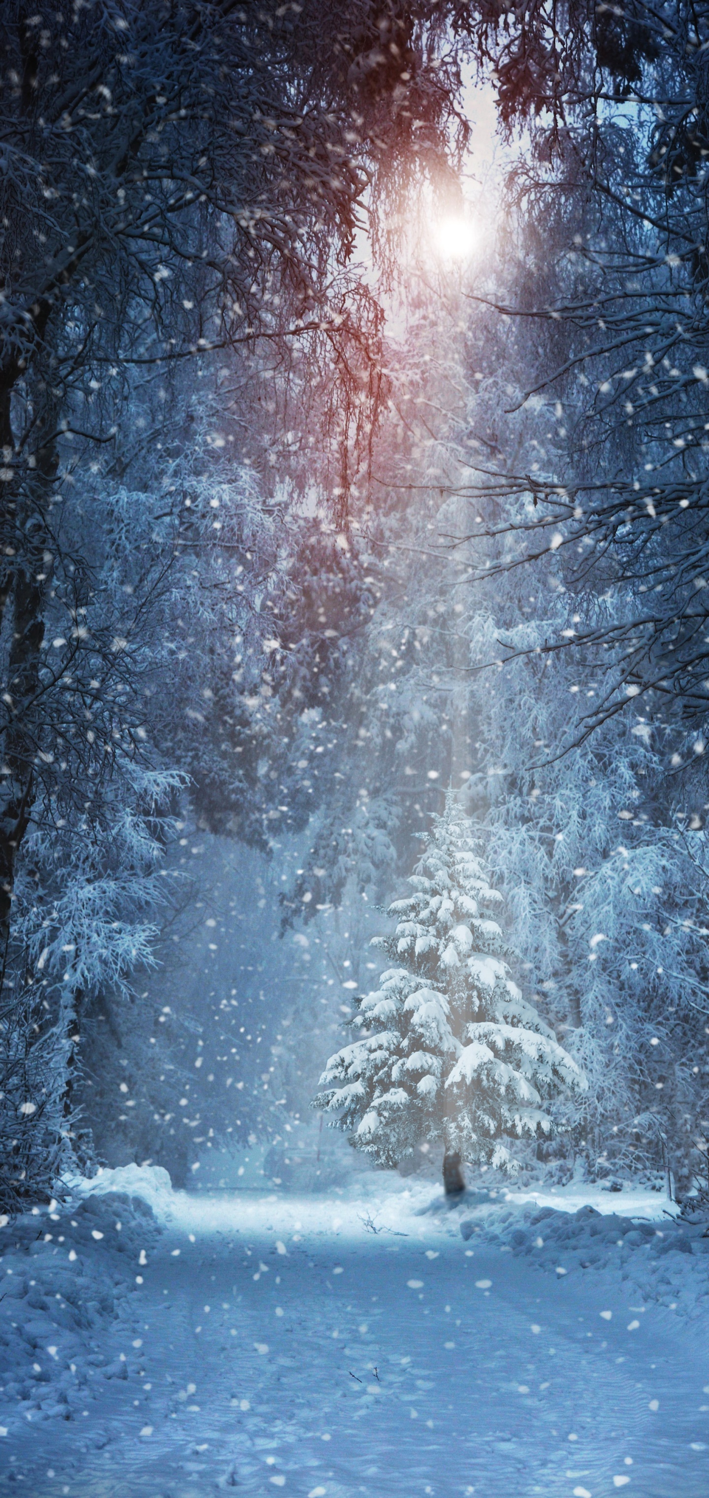 Winter Snowfall Tree Wallpapers - Wallpaper Cave