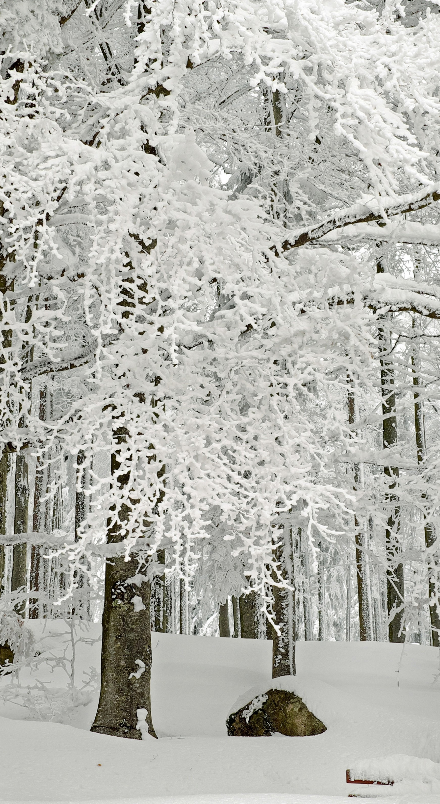 Winter Snowfall Tree Wallpapers - Wallpaper Cave