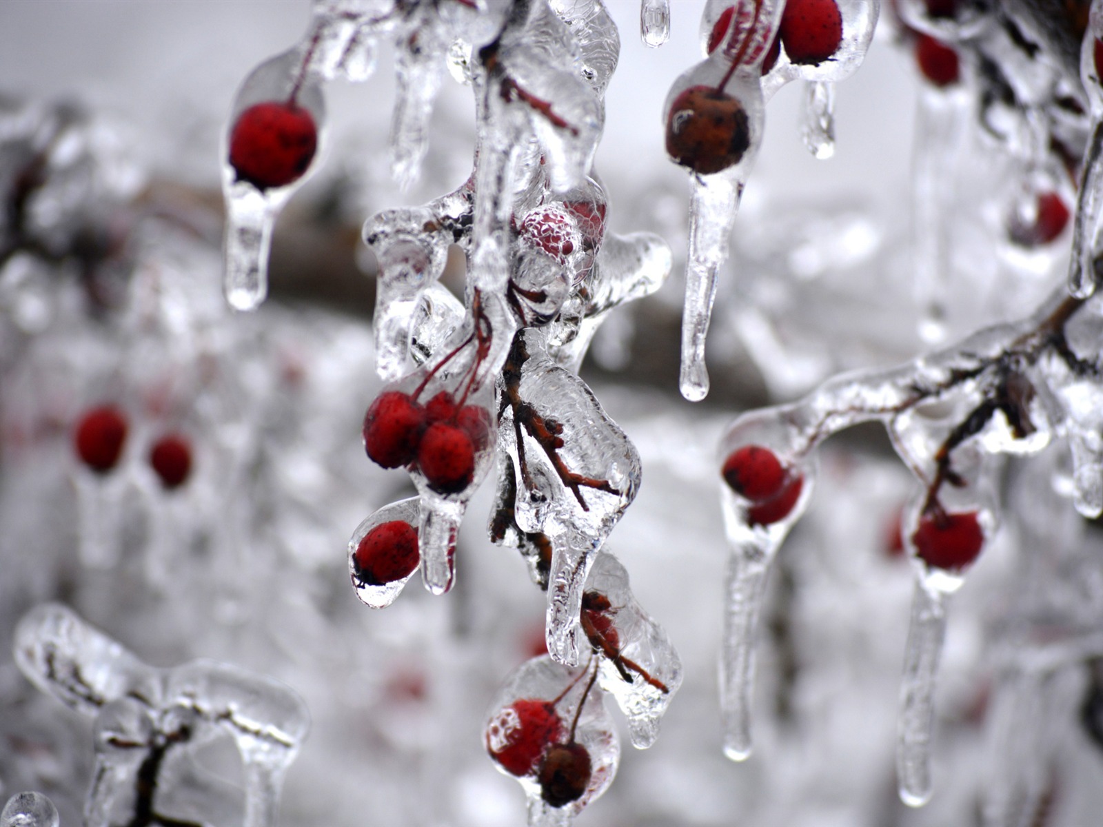 Up Close Winter Wallpapers - Wallpaper Cave