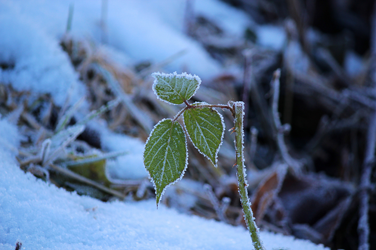 Close Up Winter Wallpapers - Wallpaper Cave