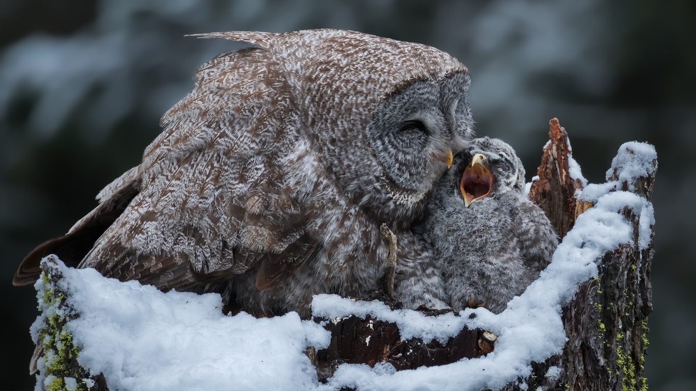 Animals And Winter Wallpapers - Wallpaper Cave