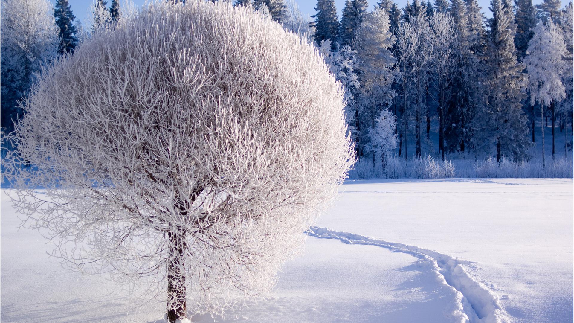 Winter Tree Desktop Wallpapers - Wallpaper Cave