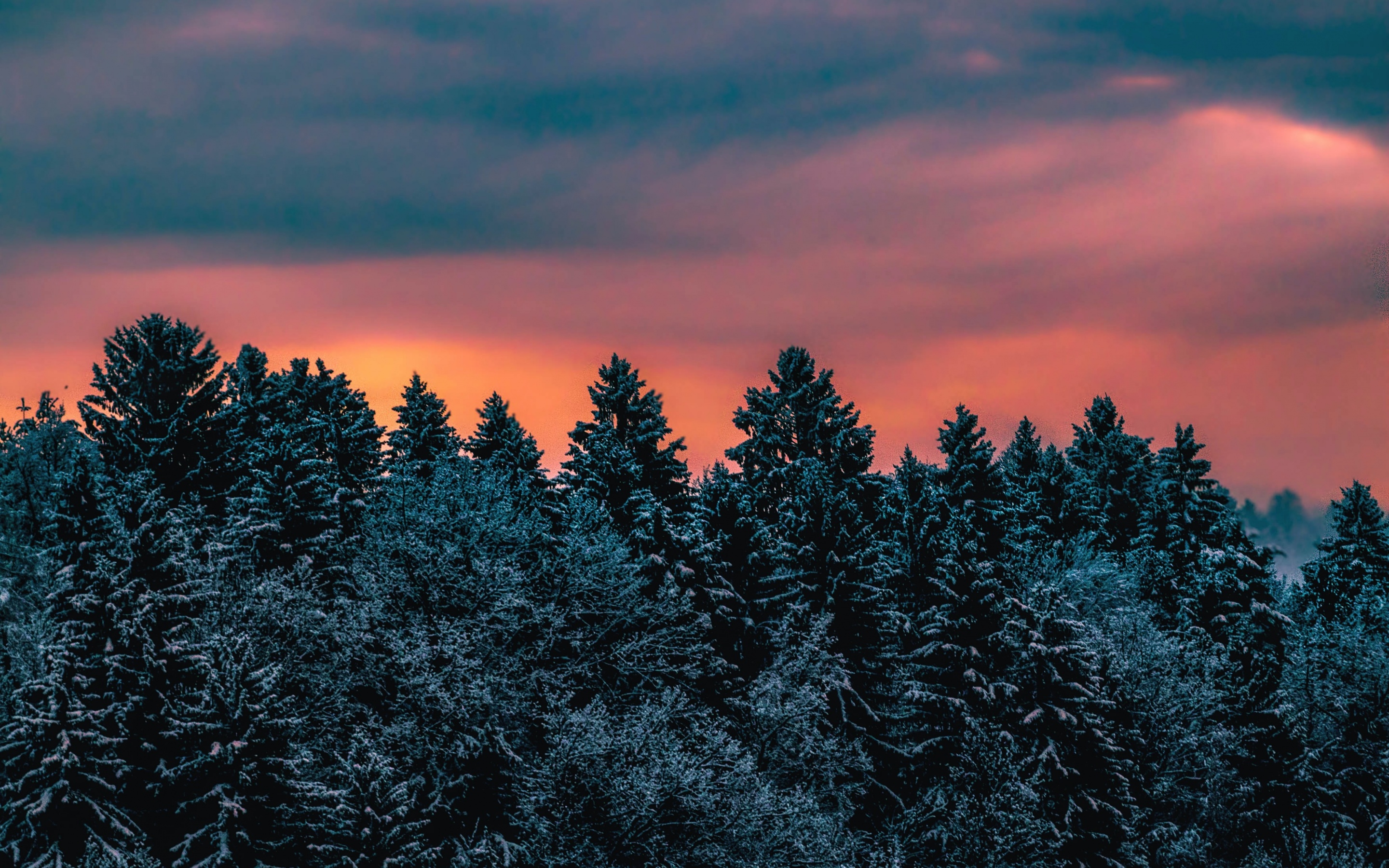 Winter Tree Desktop Wallpapers - Wallpaper Cave