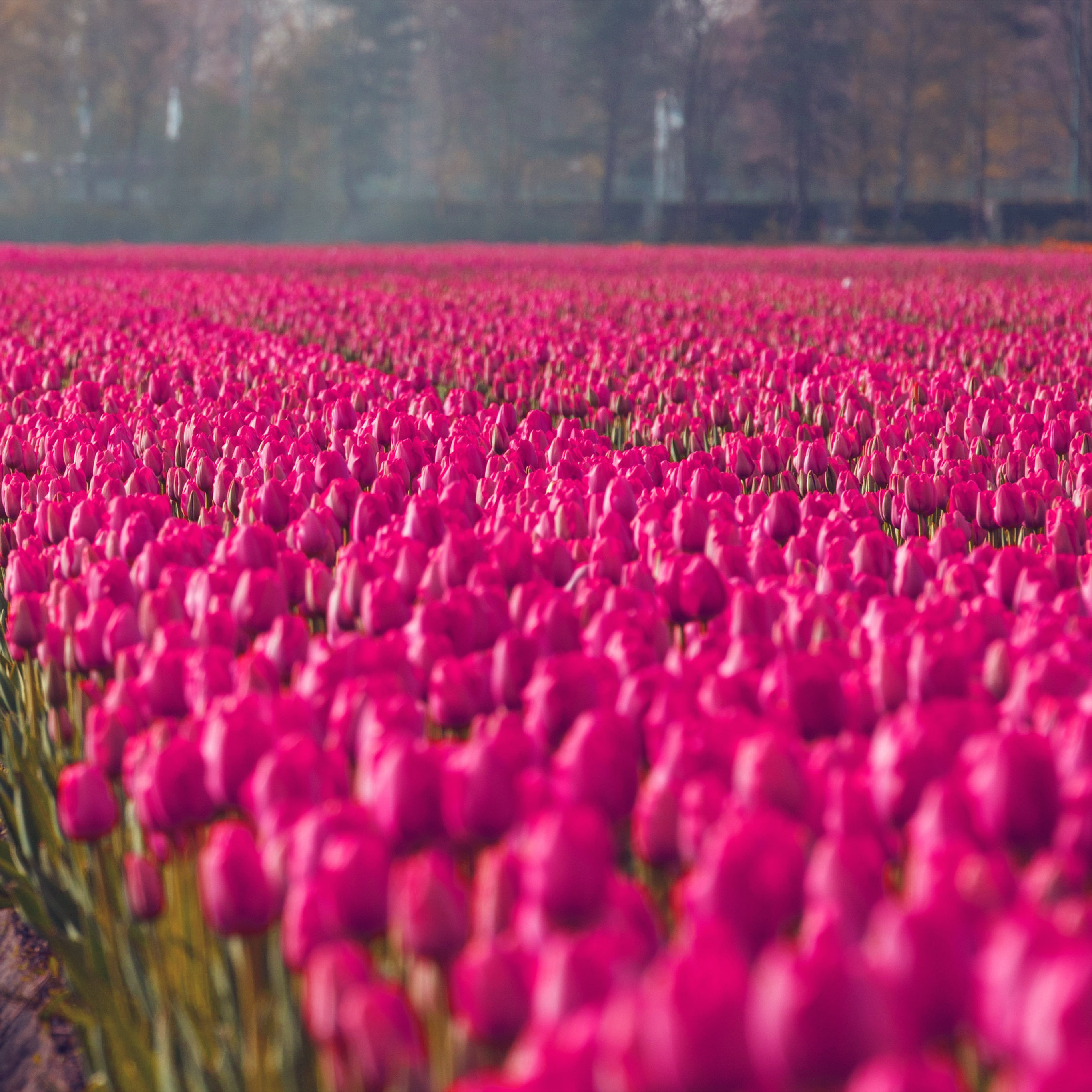 Red Spring Flowers Wallpapers - Wallpaper Cave