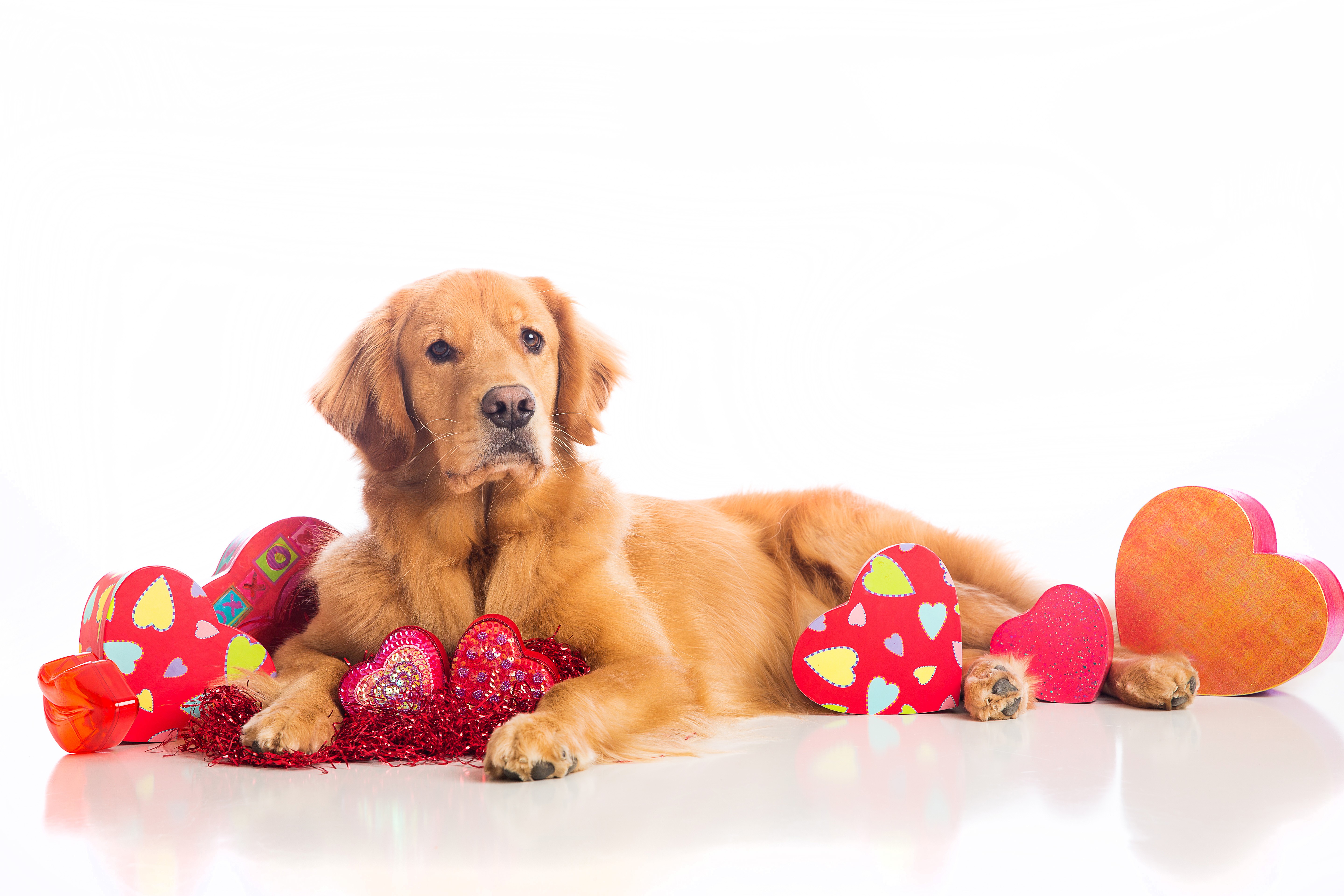 Puppies Valentine Days Wallpapers - Wallpaper Cave