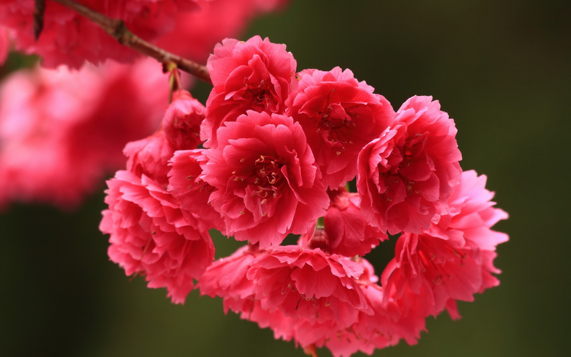 Red Spring Flowers Wallpapers - Wallpaper Cave
