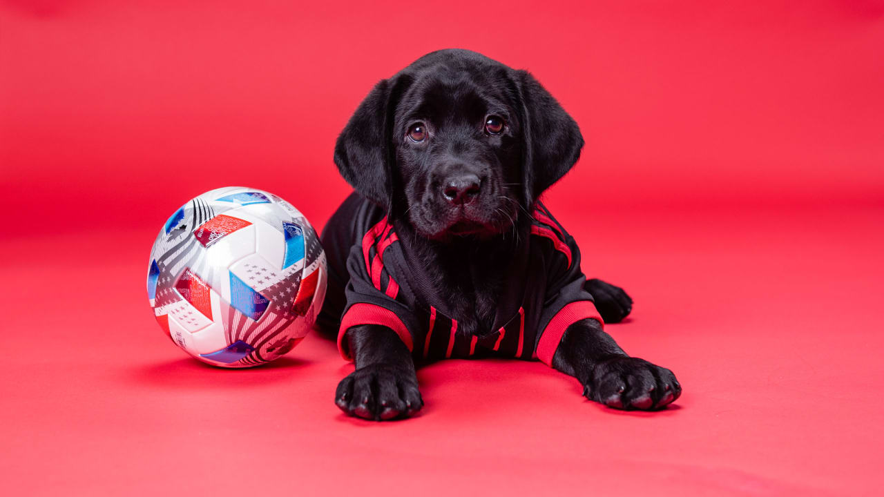 Soccer Dog Wallpapers - Wallpaper Cave