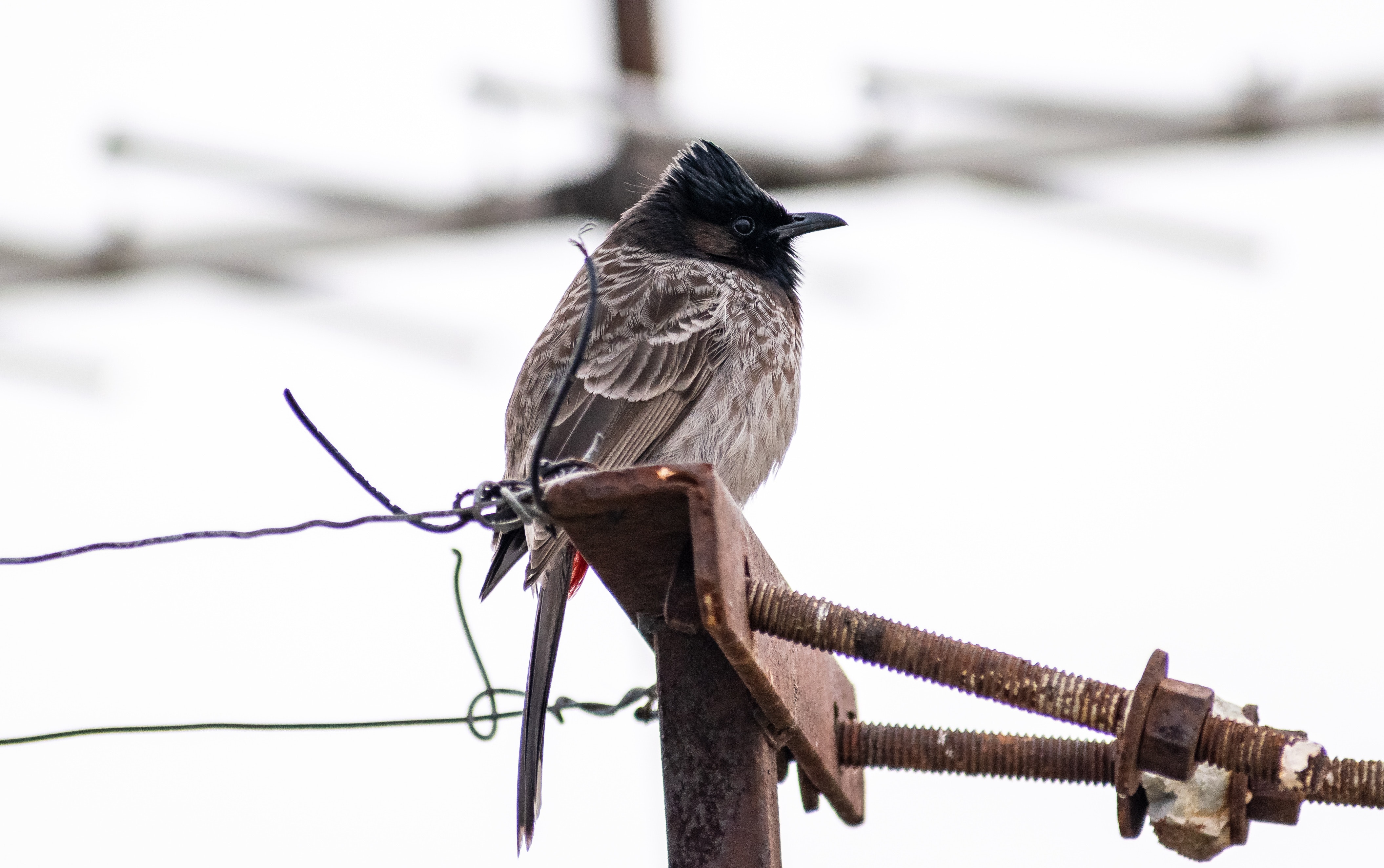 Red Vented Bulbul Wallpapers - Wallpaper Cave