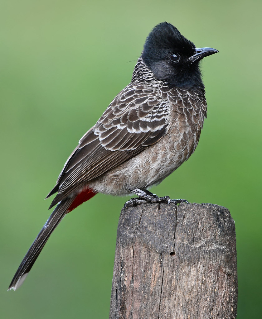 Red Vented Bulbul Wallpapers - Wallpaper Cave