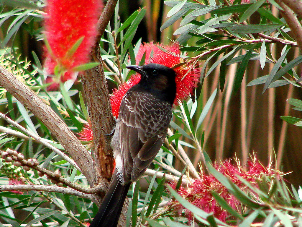 Red Vented Bulbul Wallpapers - Wallpaper Cave