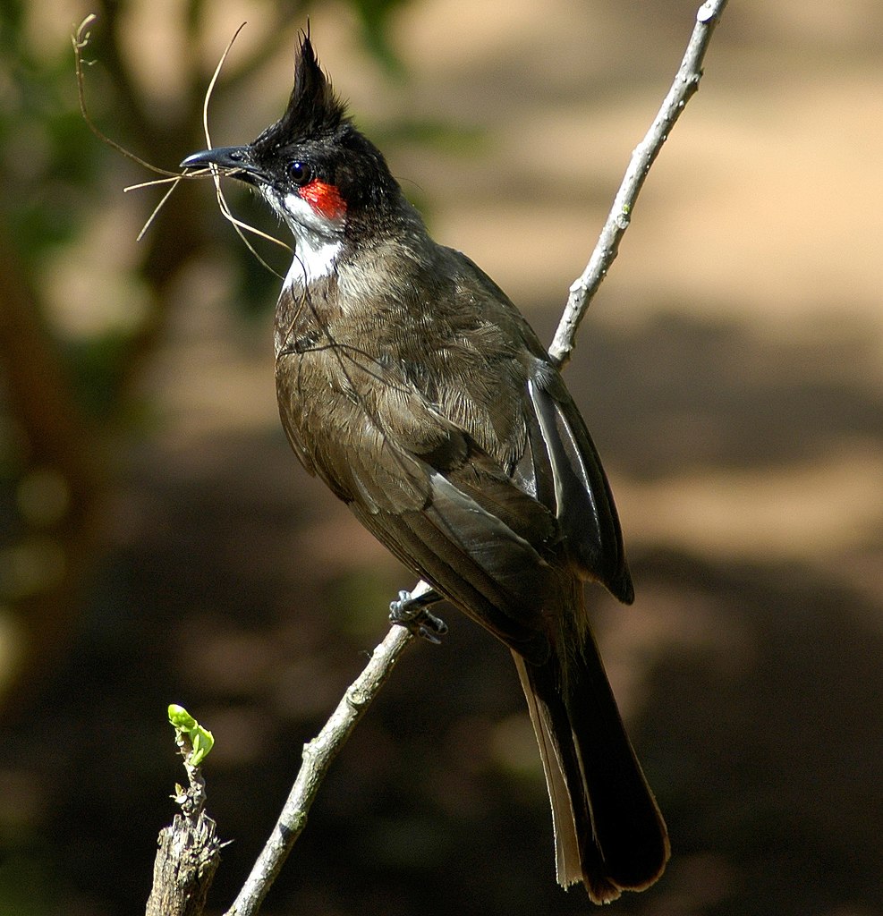 Red Vented Bulbul Wallpapers - Wallpaper Cave