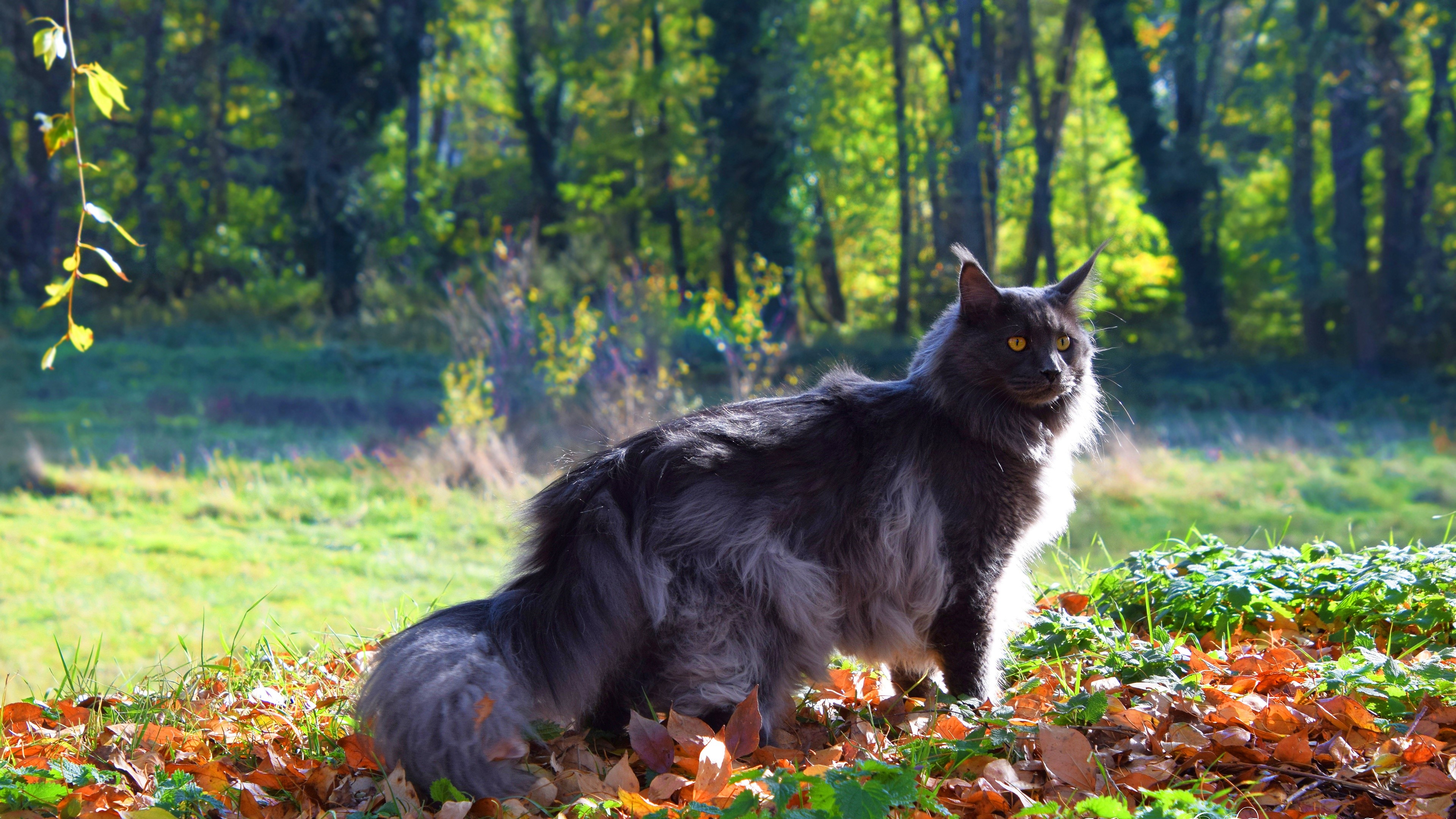 Grey Maine Coon Wallpapers - Wallpaper Cave