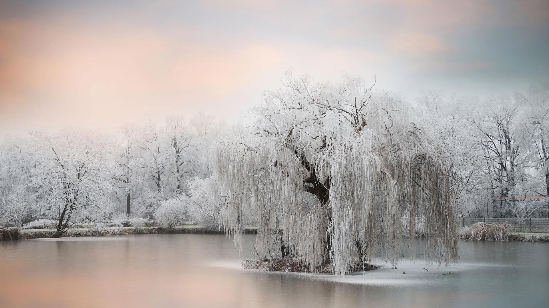 Frozen Trees Wallpapers - Wallpaper Cave