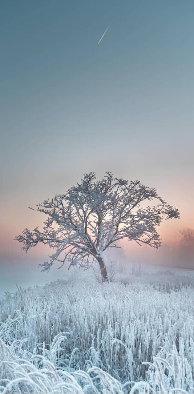 Frozen Trees Wallpapers - Wallpaper Cave