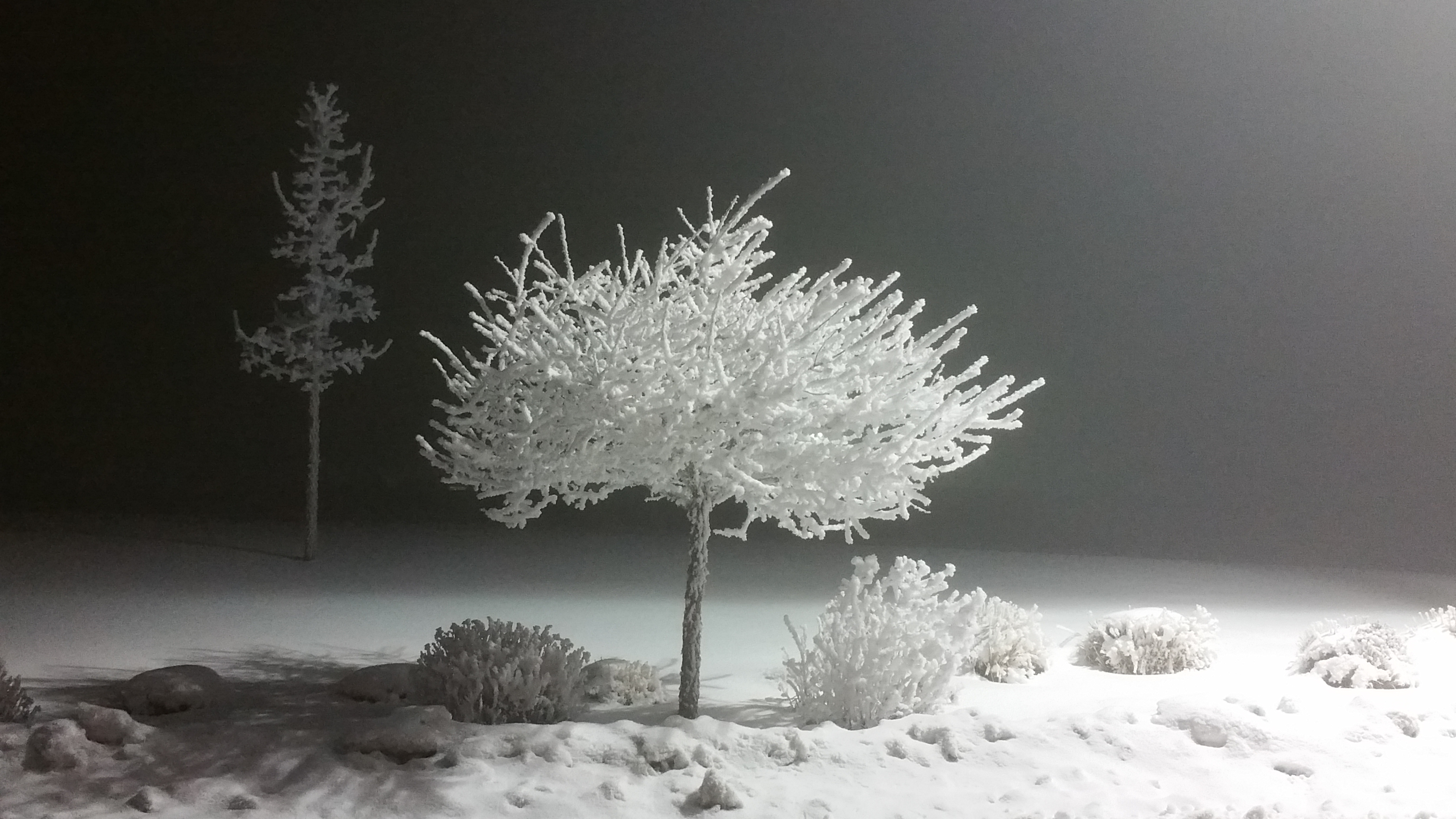 Frozen Trees Wallpapers - Wallpaper Cave